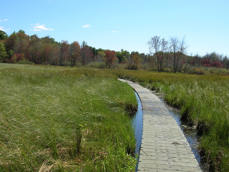 Bishop's Bog Preserve - Outdoor Michigan