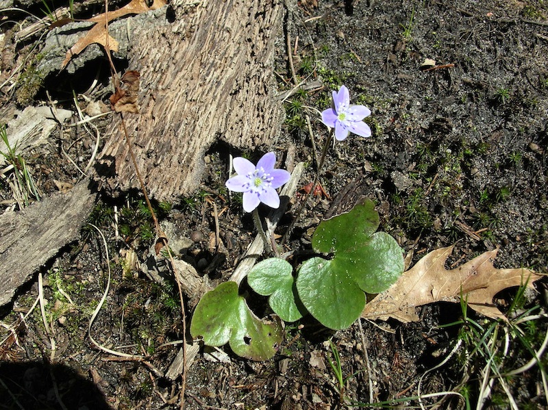 Bradford White Nature Preserve - Outdoor Michigan